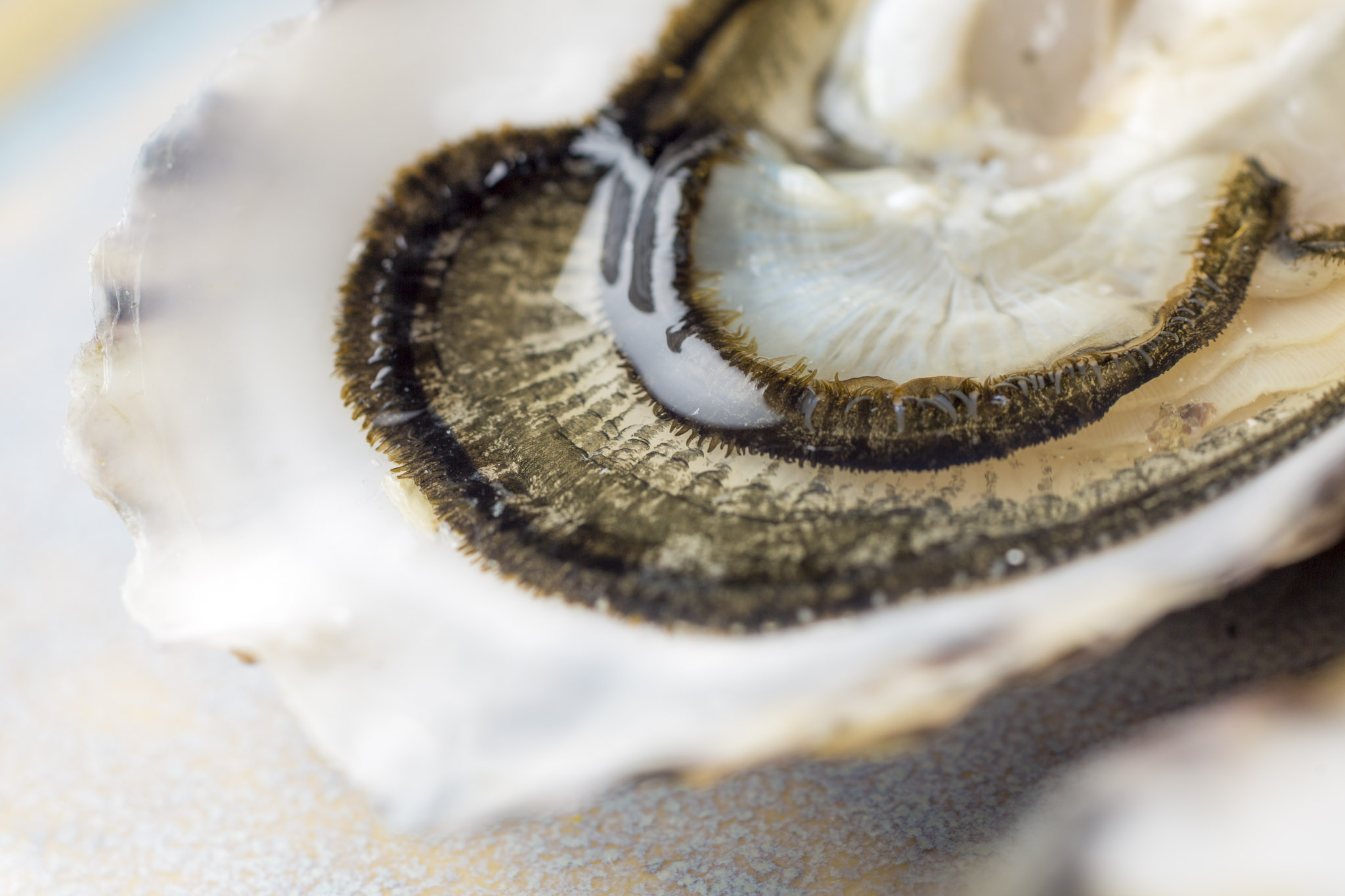 huitre_macro_hd | Les Huîtres de Saint-Riom